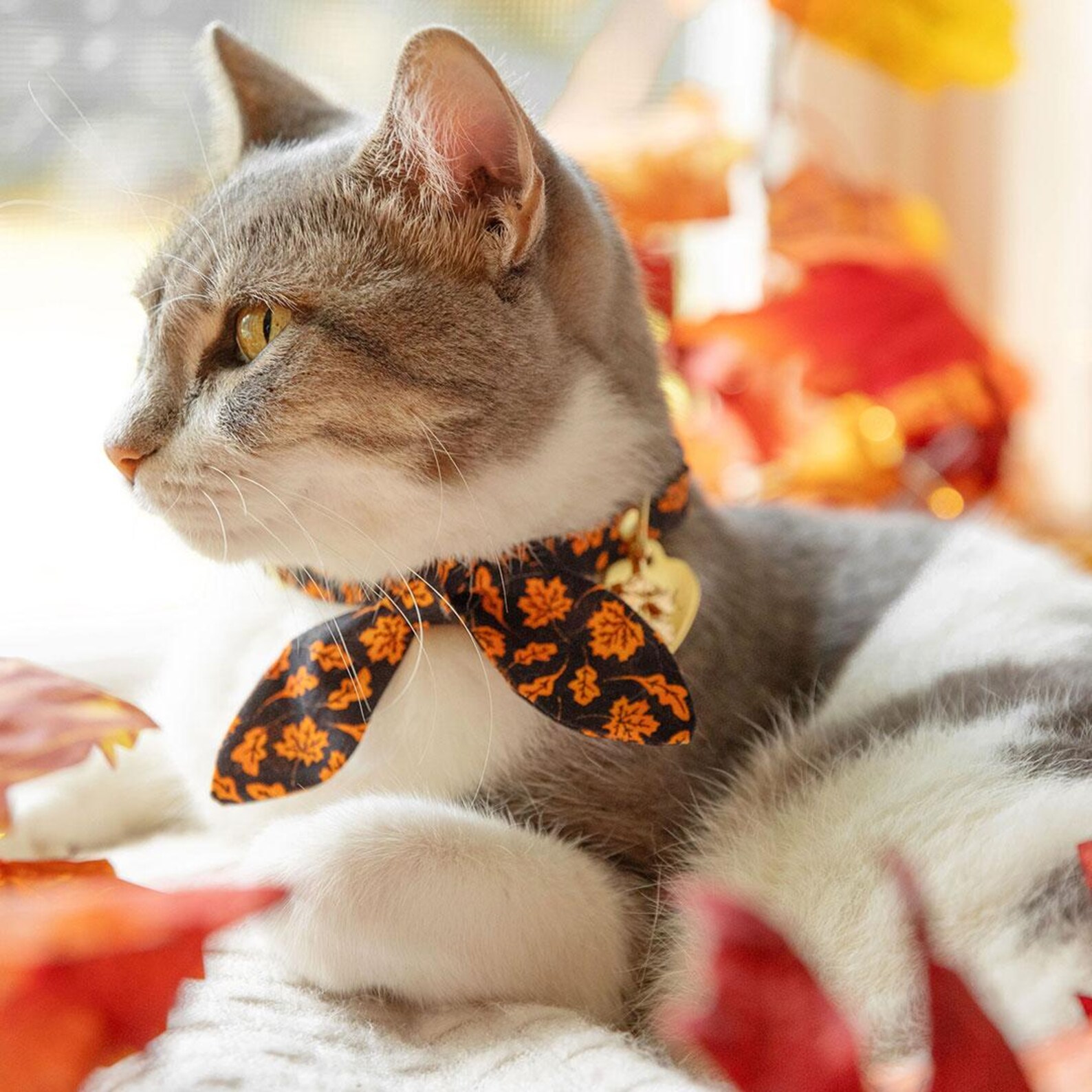 Fall Cat Collar - "autumn Night" - Maple Leaf Orange Black Cat Collar ...