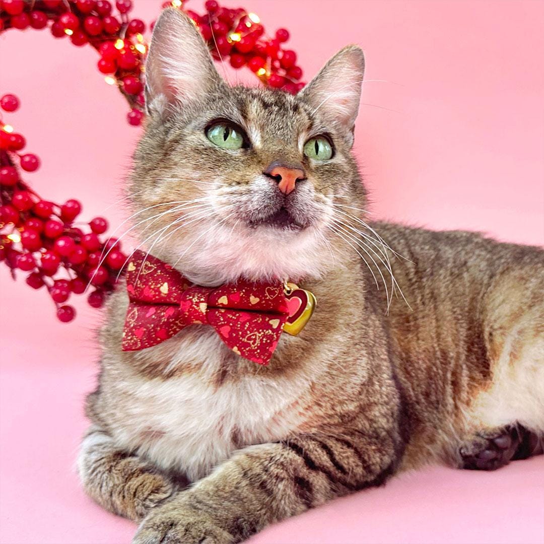 Heart Bow Tie Cat Collar Set - 