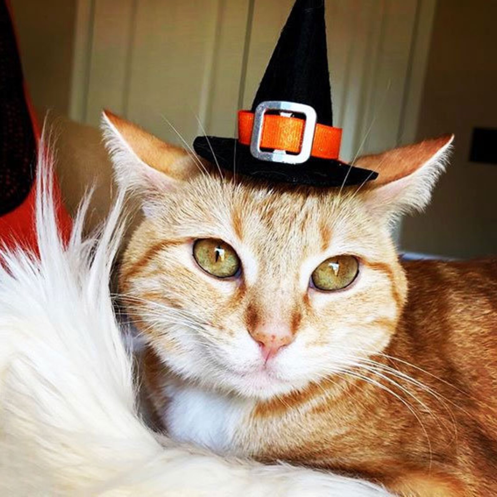 Witch Hat for Cat Halloween Photo Prop / X-small Mini Size - Etsy