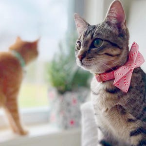 Holiday Cat Bow Tie - "candy Christmas" - Candy Cane Pink Bow Tie for ...