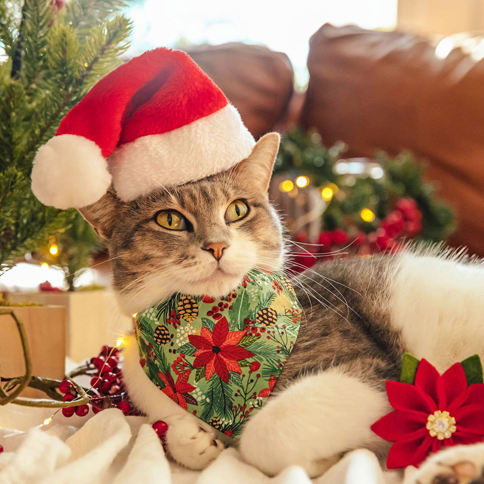 Cat Santa Hat - Christmas Pet Santa Hat | Holiday Photo Prop | X-small ...