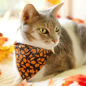 Fall Cat Collar - "autumn Night" - Maple Leaf Orange Black Cat Collar ...