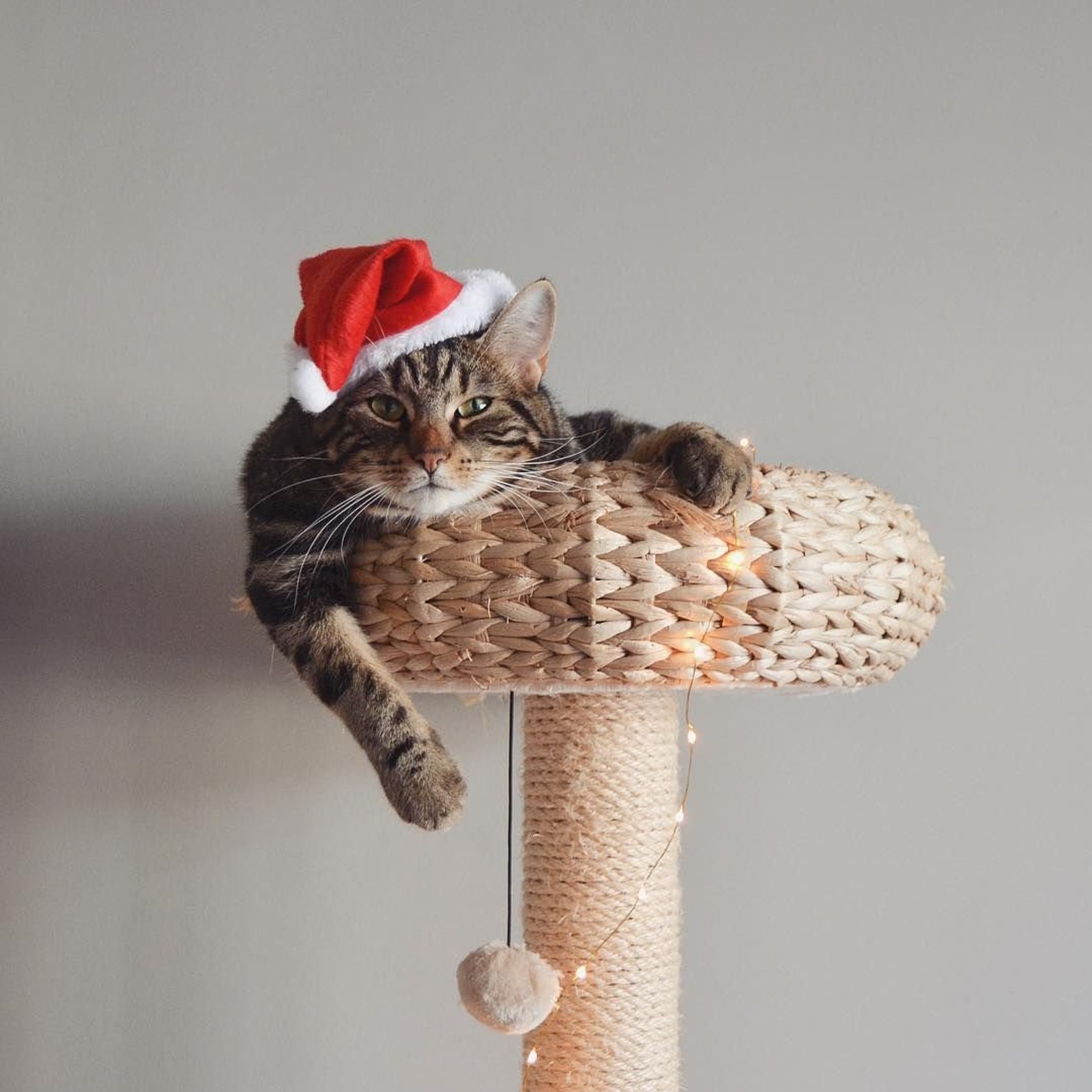 Cat Santa Hat Christmas Pet Santa Hat Holiday Photo Prop - Etsy