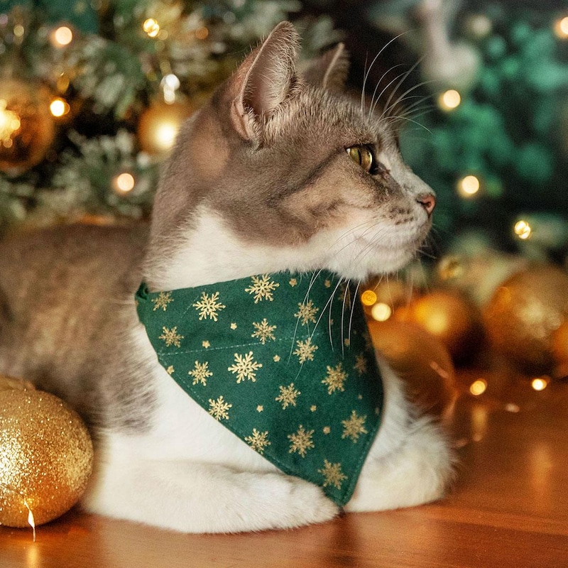 Winter Bandana Kitten - Etsy