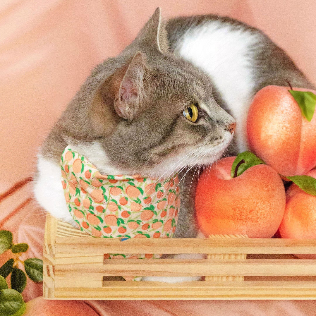 Cat Bandana - "just Peachy" - Peaches Bandana for Cat + Small Dog ...
