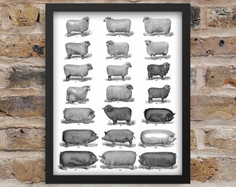 Sheep breeds poster | Etsy