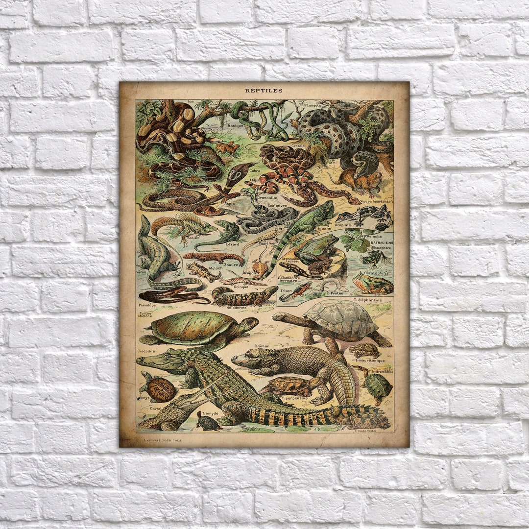 Reptile Print 1909 Adolphe Millot Poster Reptilian Snakes Print Lizard ...