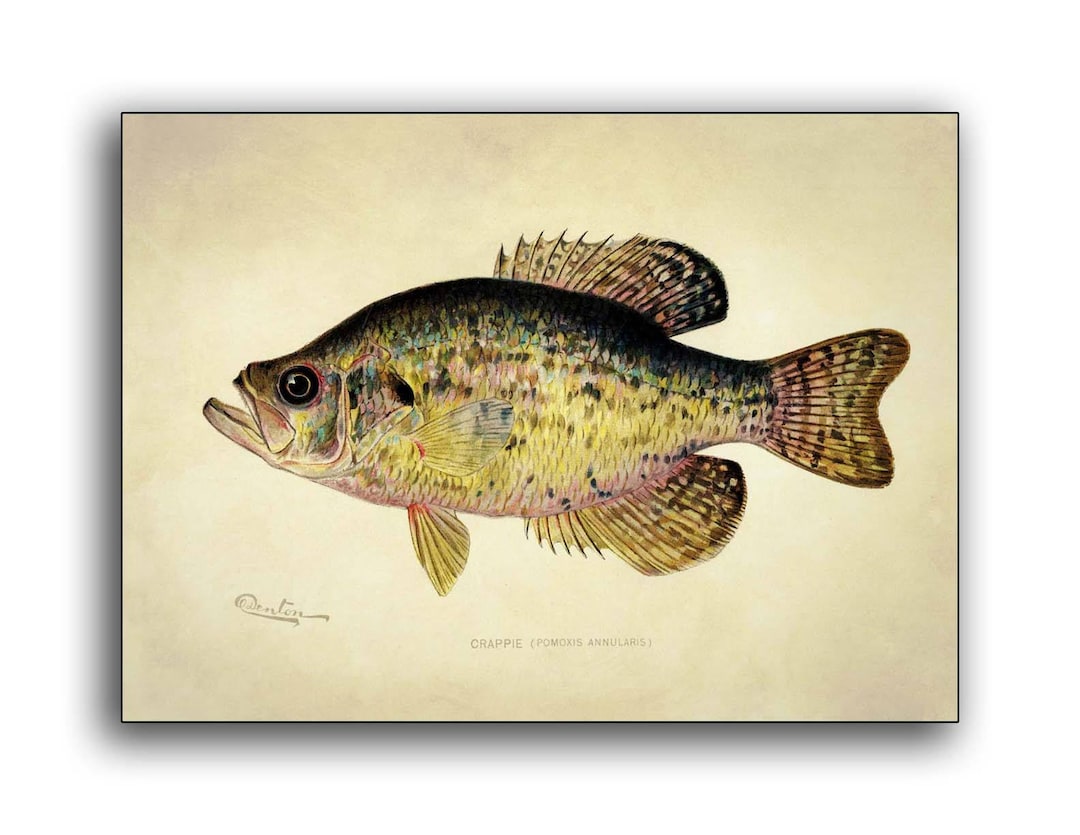 Crappie Vintage Print Wood Fish Antique Reproduction Hand Crafted Print ...