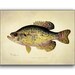 Crappie Vintage Print Wood Fish Antique Reproduction Hand Crafted Print ...