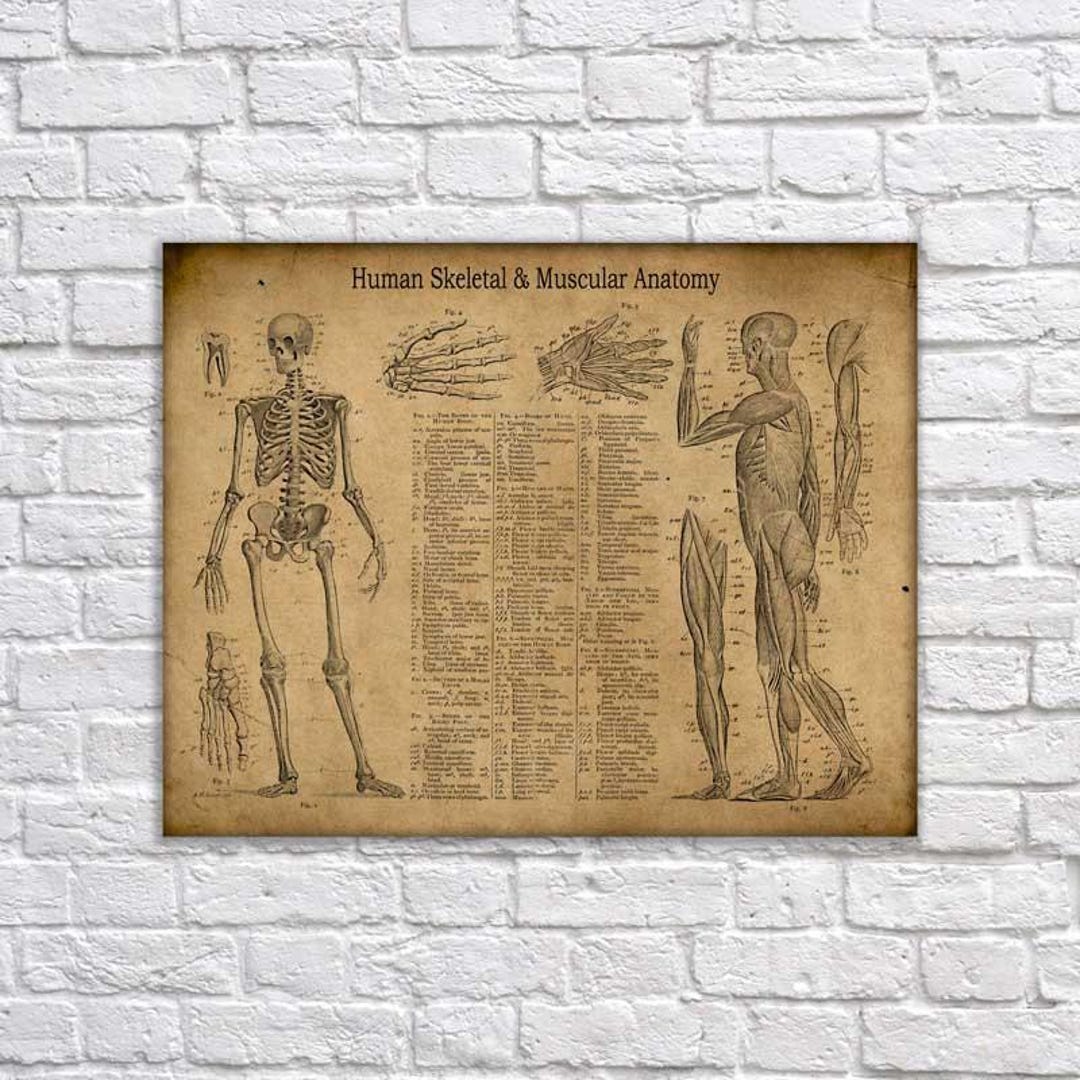 Human Skeletal and Muscular Anatomy, Paper, Gifts for Men, Decor ...