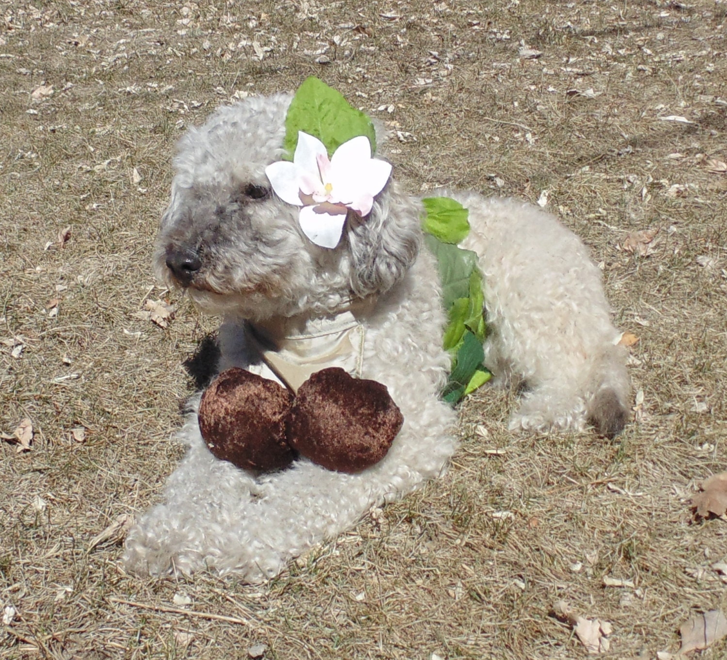 Polynesian Hula Girl Dog Costume with Flower Clip medium dog | Etsy