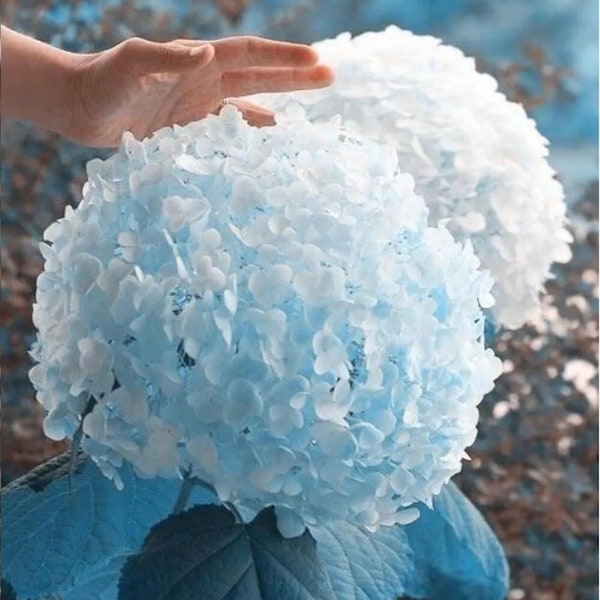 Hydrangea Seeds - Etsy