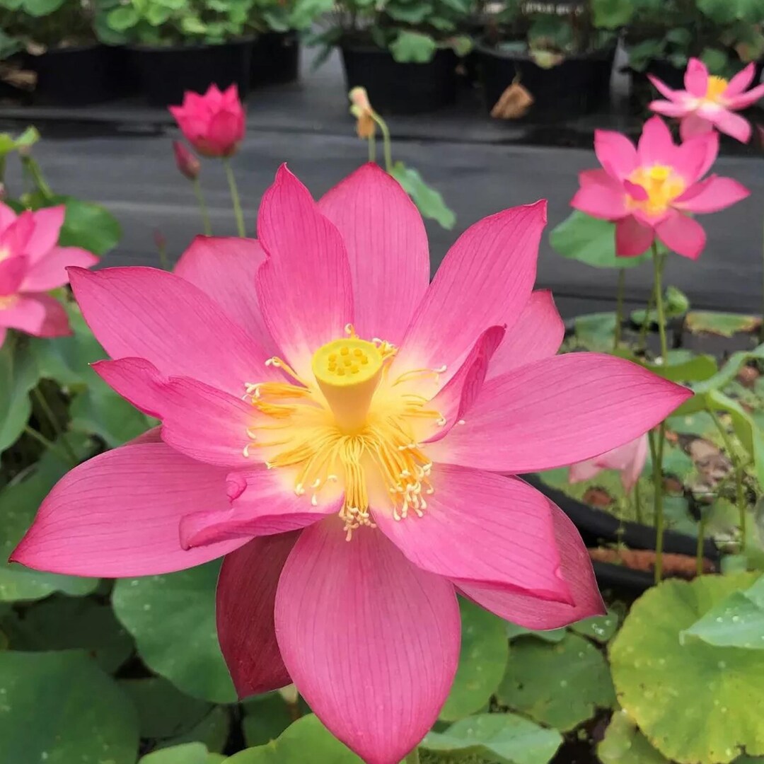 20 Pink Lotus Seeds, Pink Lotus Seeds Originating From Asia, Seeds With ...