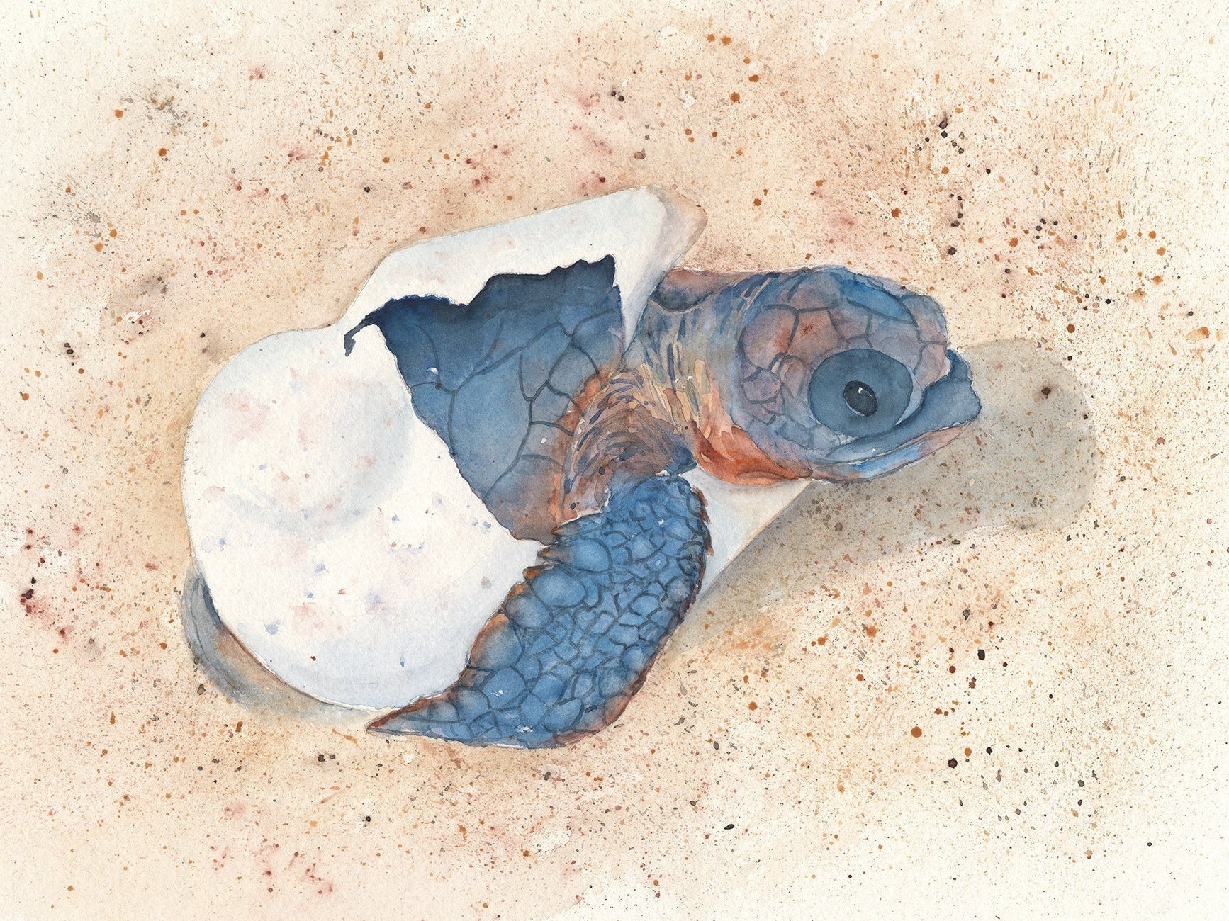 Baby Turtles Hatching Drawing