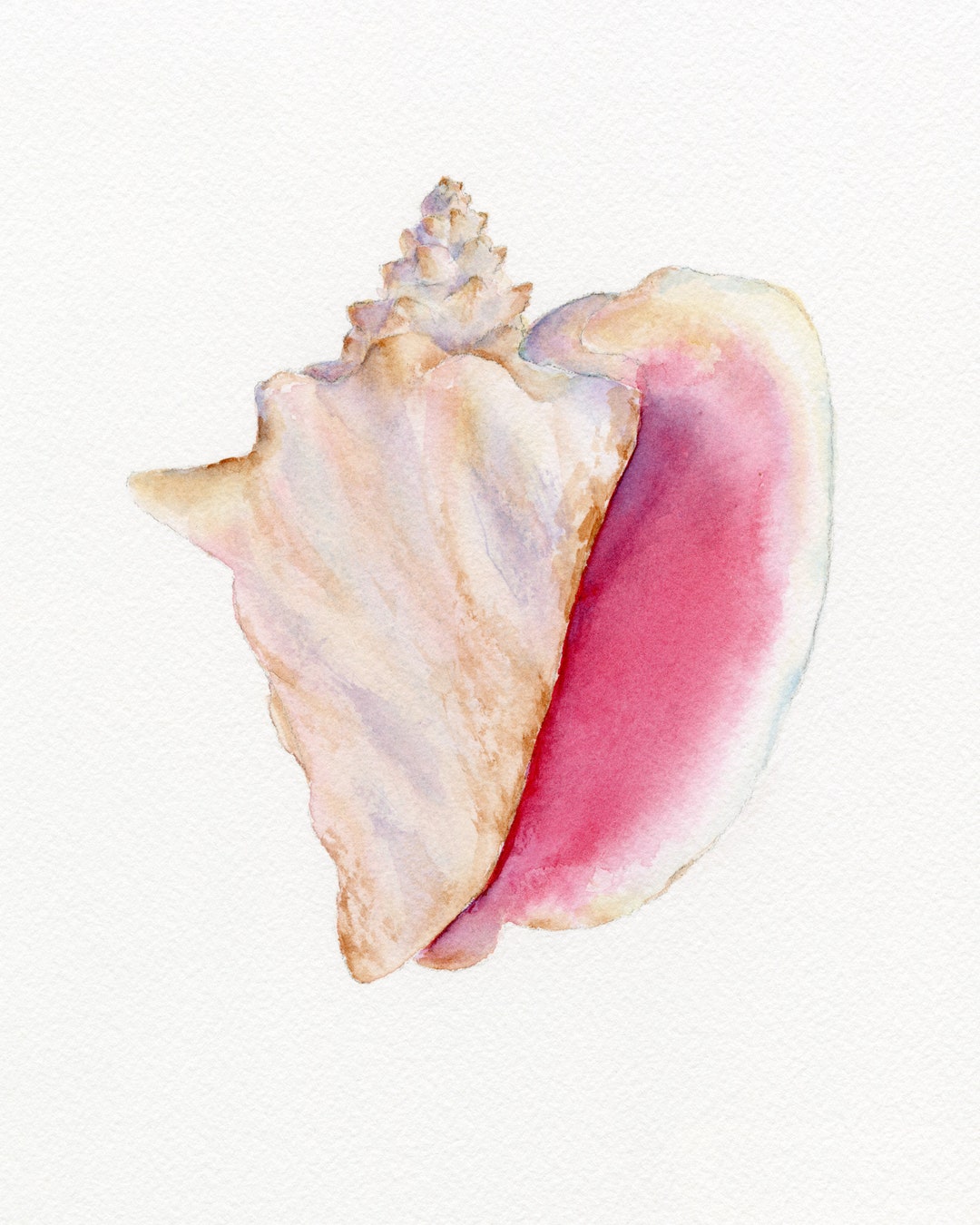 Lorelei's Shell, Watercolor Conch Shell Print, Coastal Sea Shell ...