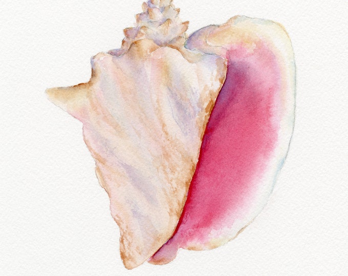 Lorelei's Shell, Watercolor Conch Shell Print, Coastal Sea Shell ...