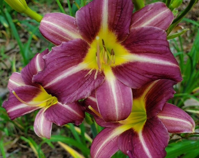 Purple De Oro Day Lily, Purple Day Lily - Etsy
