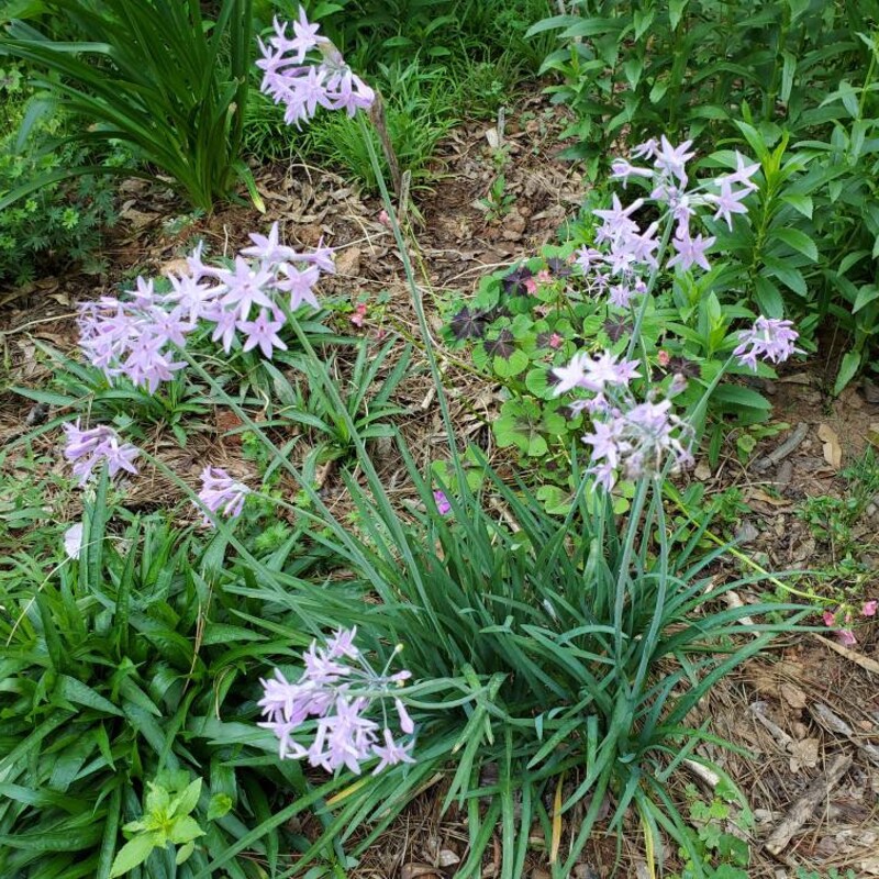 Society Garlic - Etsy