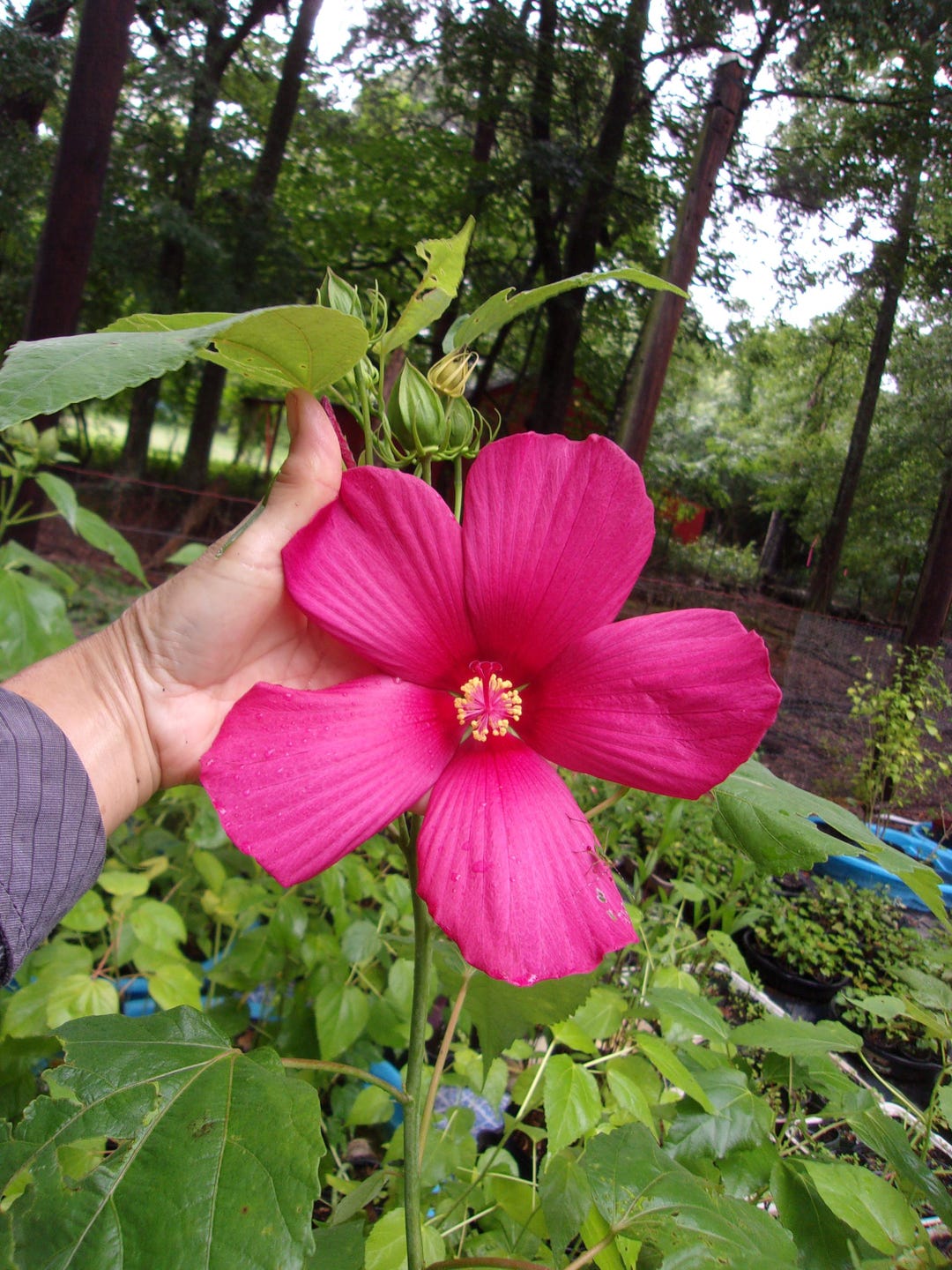 Magenta Pink Hardy Hibiscus, Hibiscus, Swamp Mallow, Hibiscus ...