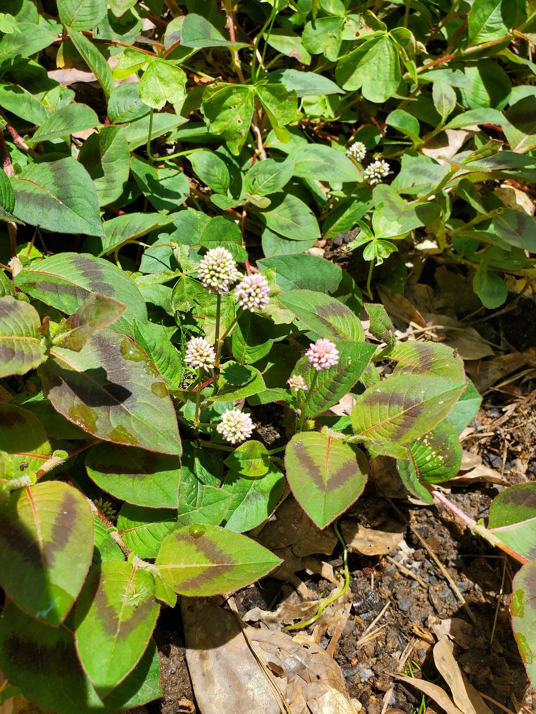 Pinkhead Smartweed Live Plant Ground Cover Polygonum - Etsy