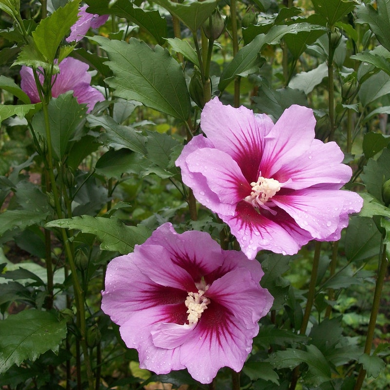 Rose of Sharon Plants - Etsy