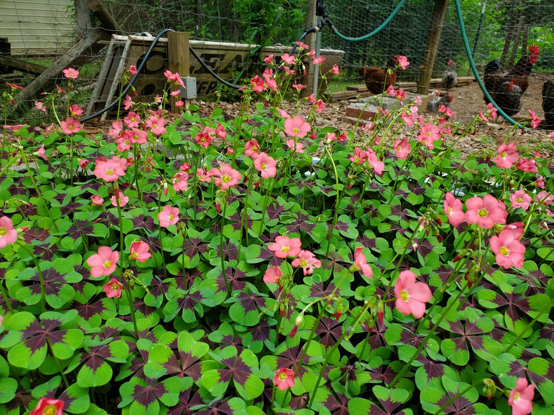 10 Oxalis Iron Cross Bulbs, Shamrock Oxalis - Etsy