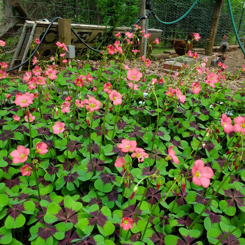 Oxalis Bulbs - Etsy