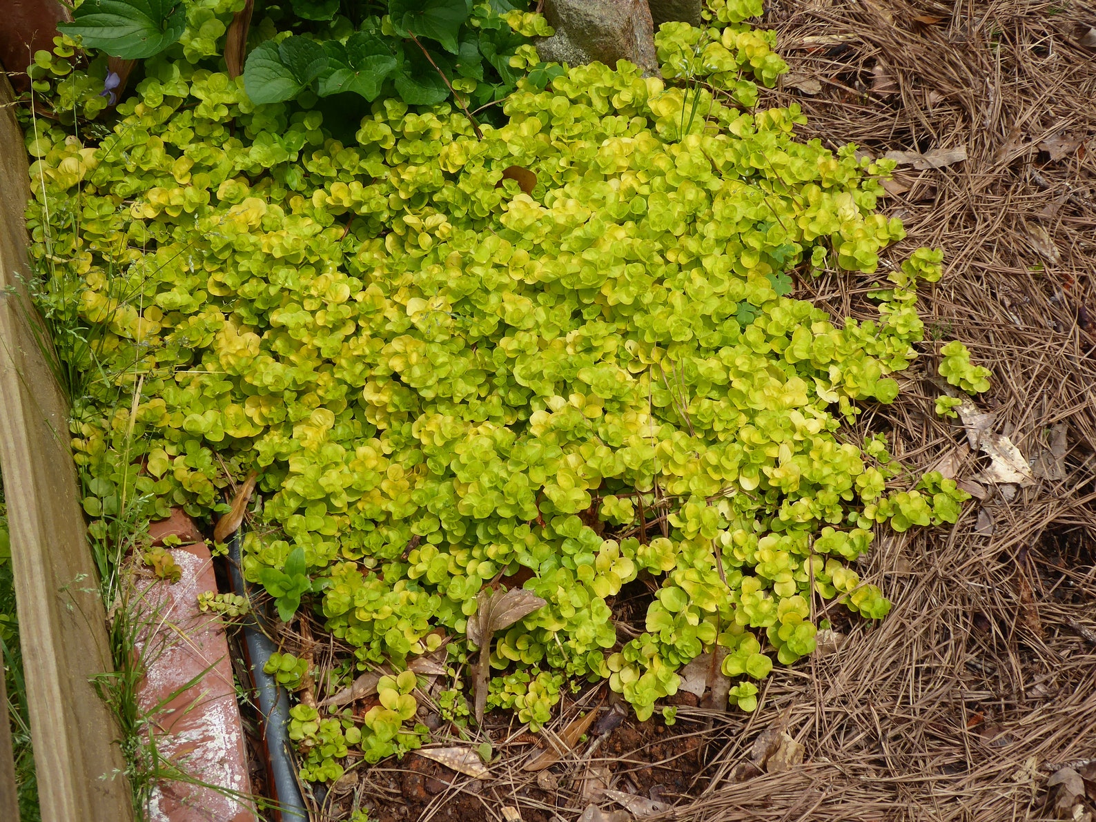 1 clump Creeping Jenny plant Creeping Jenny Groundcover | Etsy