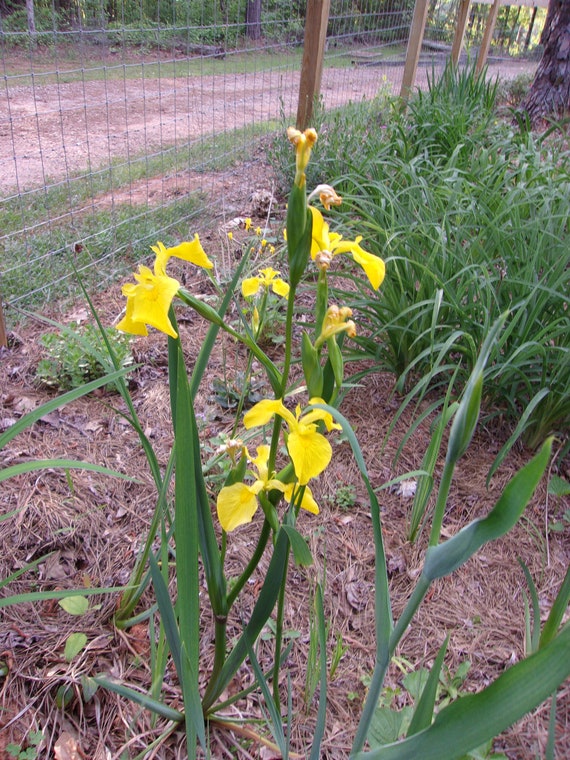 Yellow Flag Plant