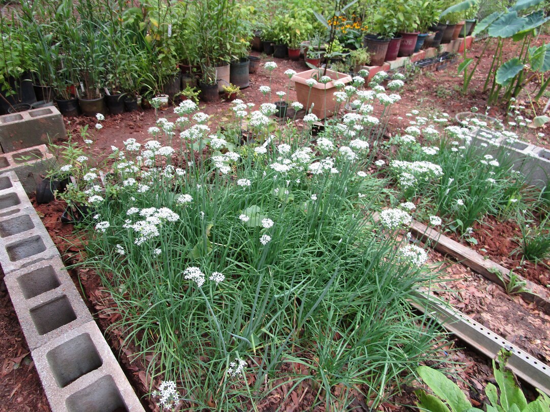 Garlic Chives Bare Root Plant, Garlic Chives, 부추, Edible Herb, Ground ...
