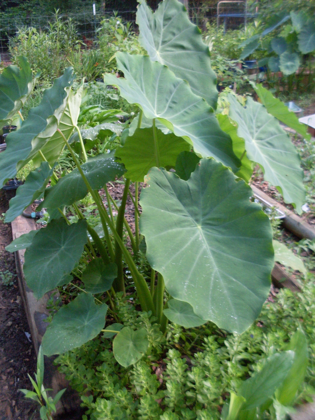 5 Taro Roots (토란) Bulb, Edible Taro , Taro Bulbs, Taro Root, Ground ...