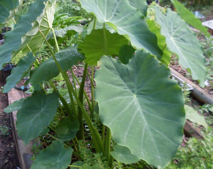 5 Taro Roots (토란) Bulb, Edible Taro , Taro Bulbs, Taro Root, Ground ...