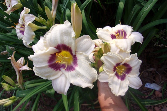 Pandoras Box Day Lily Day Lily Live Plant Daylily Yellow - Etsy