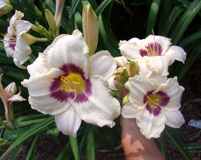 Pandora's Box Day Lily, Day Lily Live Plant, Day Lily, Day - Etsy