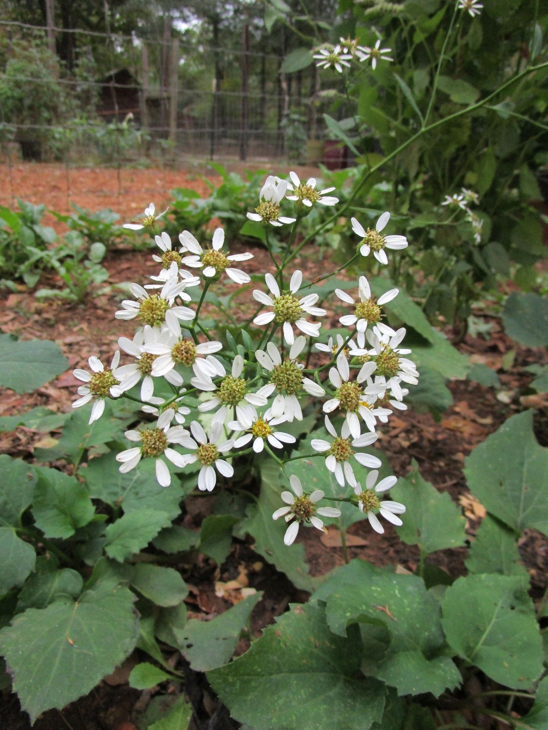 Korean Aster Scaber Starter Plant, Edible Vegetable, Ground Cover, Herb ...