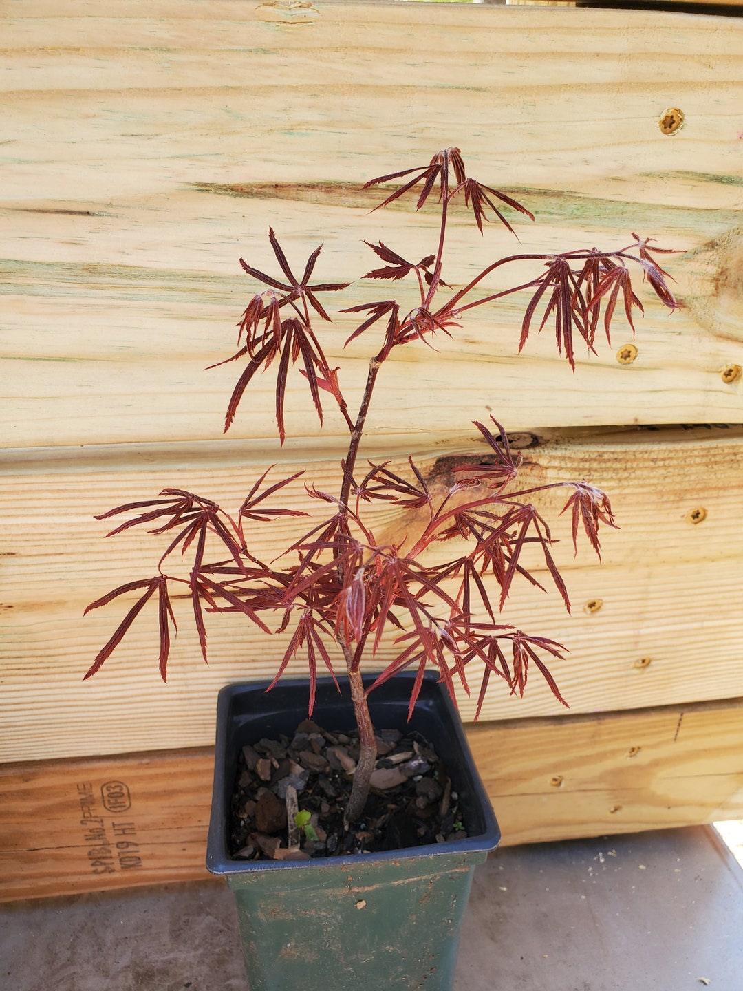 1 Small Size Japanese Maple Tree Live Plant, Japanese Maple Tree ...