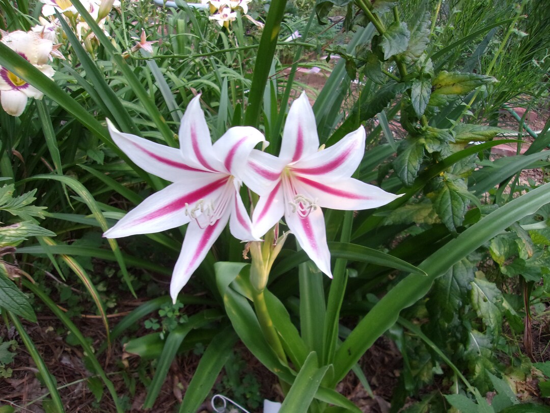 Crinum Lily Bulbs, Scabrum red Rocket, Crinum Lily, Crinum Red and ...