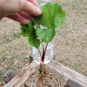 Buttrberbur, Edible Plant, Edible Fuki, Korean Vegetable, Petasites ...