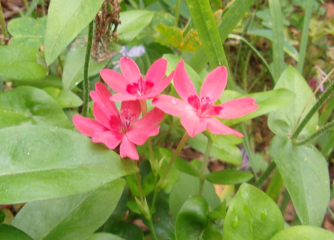 False Freesia, Lapeirousia Laxa, Anomatheca Laxa, Anomatheca Cruenta ...