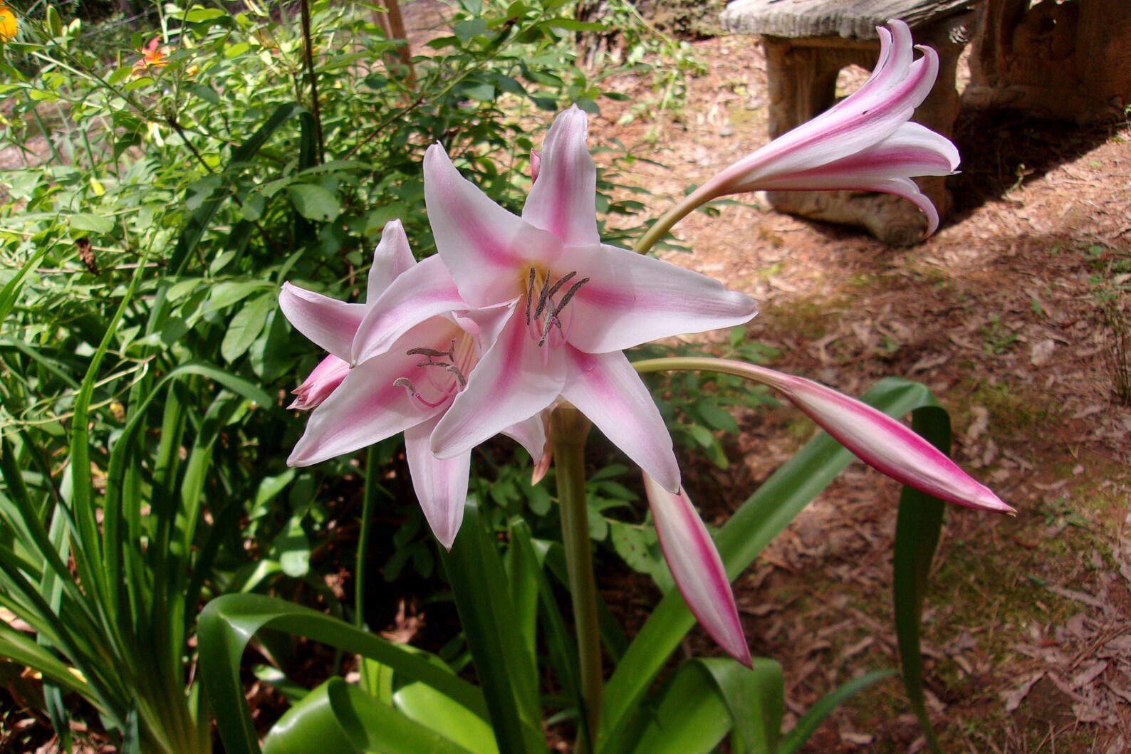 Crinum Lily Bulbs Scabrum red Rocket Crinum - Etsy