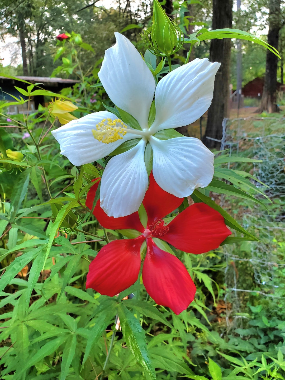 Texas Star Hibiscus Plant, Red Scarlet Swamp Mallow, Swamp Rose Mallow ...