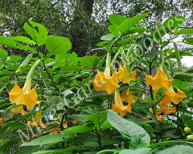 Brugmansia Plants Charles Grimaldi - Etsy