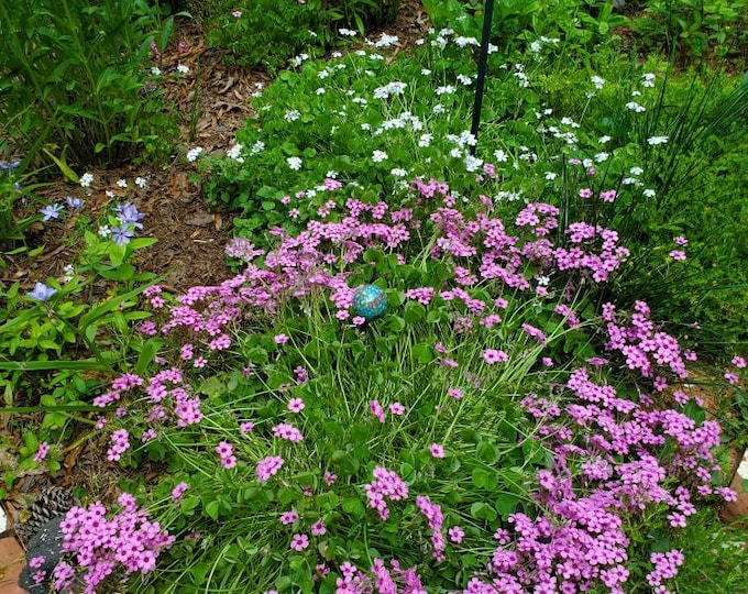 10 Oxalis Bulbs, Oxalis, Pink Oxalis, Oxalis Plants. Shamrock, Wood ...