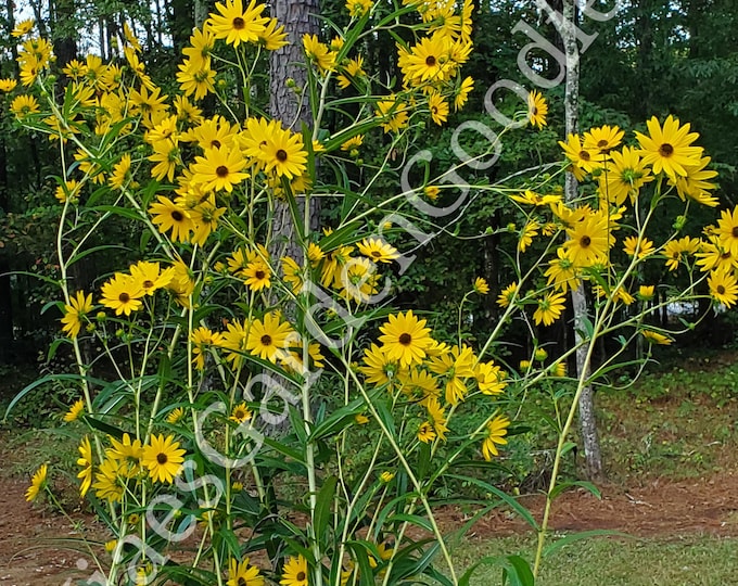 4 Giant Maximilian Sunflower Live Plant, False Sunflower, Helianthus ...