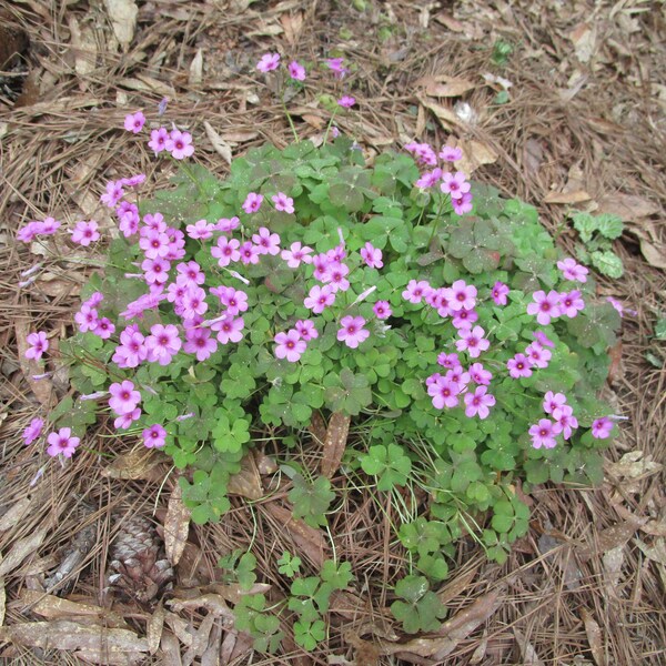 Oxalis Bulbs - Etsy