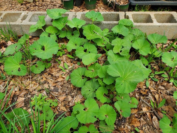 Fuki Plant