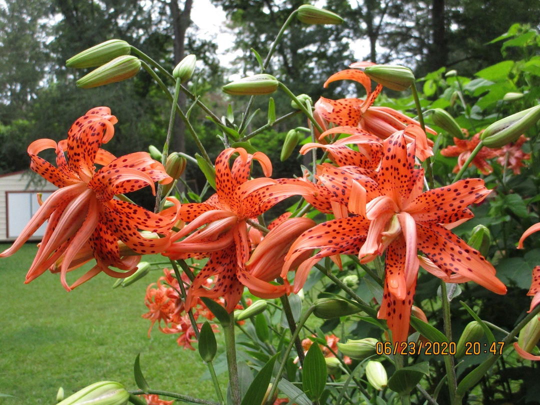 4 Double Tiger Lily Bulbs, Lilium Lancifolium, Orange Summer Blooms ...