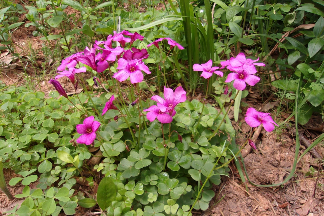 30 Bulbs Rare Magenta Oxalis Brasiliensis, Oxalis Brasiliensis, Oxalis ...