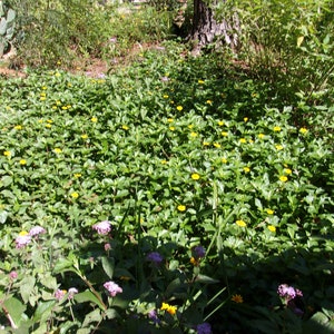 1 Clump Creeping Daisy, Wedelia Trilobata, Singapore Daisy, Creeping ...