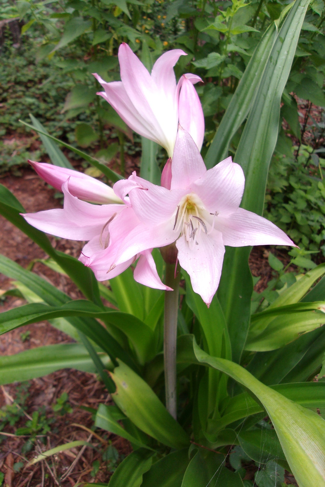 Crinum Bulbs, Pink Crinum Cecil Houdyshell Lily Bulbs, - Etsy